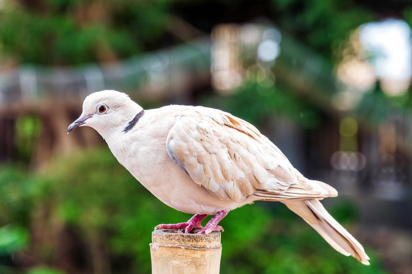 Attract doves to your garden this spring by leaving out 1 common food ...