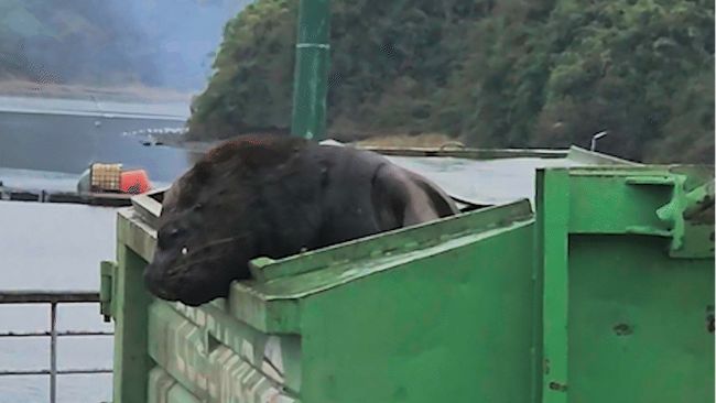 Giant sea lion knows its way around dumpster
