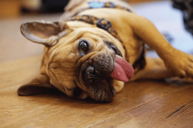 10 dog breeds people won't stop hyping – and 5 underrated dogs that ...