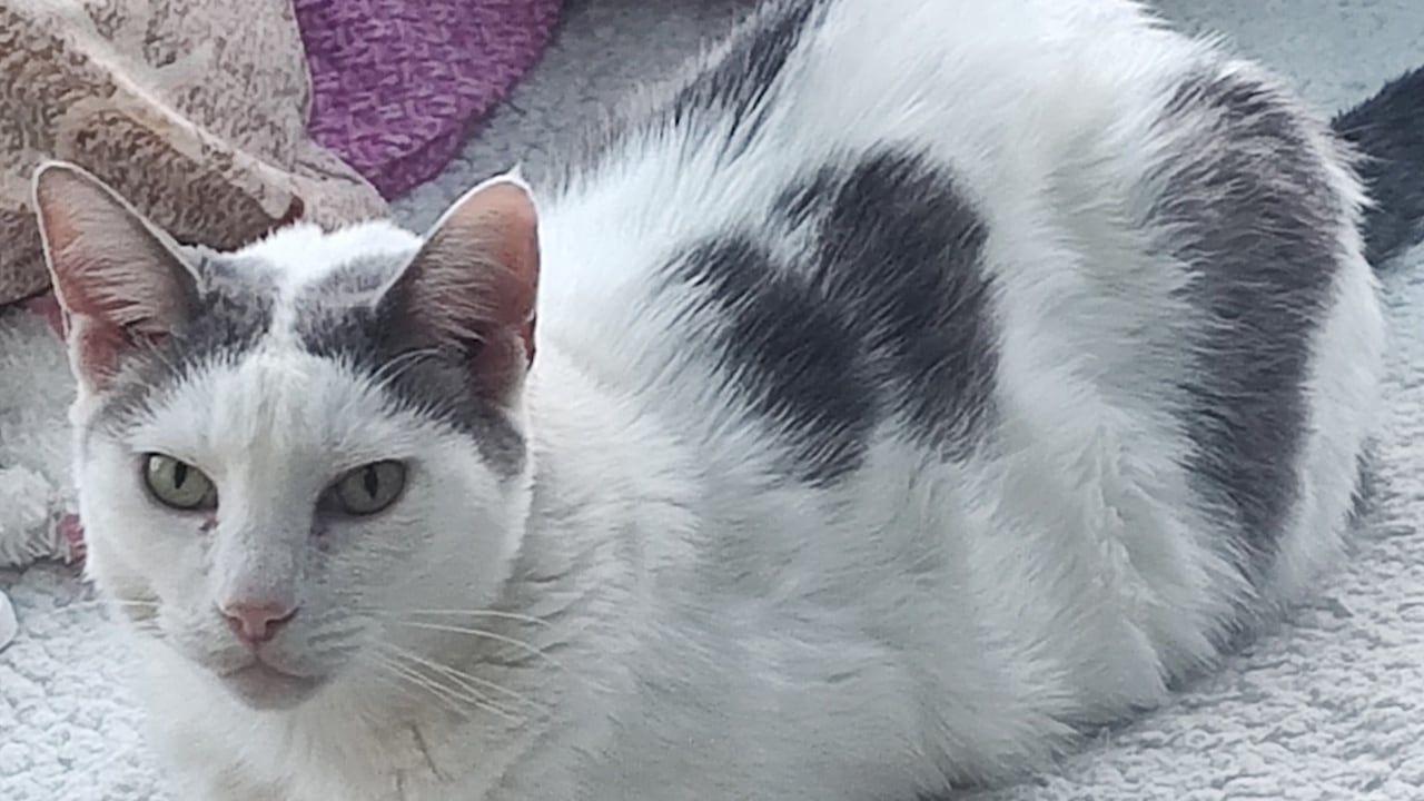Jury: Company must pay $808K after cat’s death from pet food tainted by ...