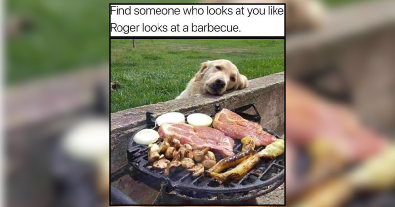A summer soup of pet memes to slurp up today