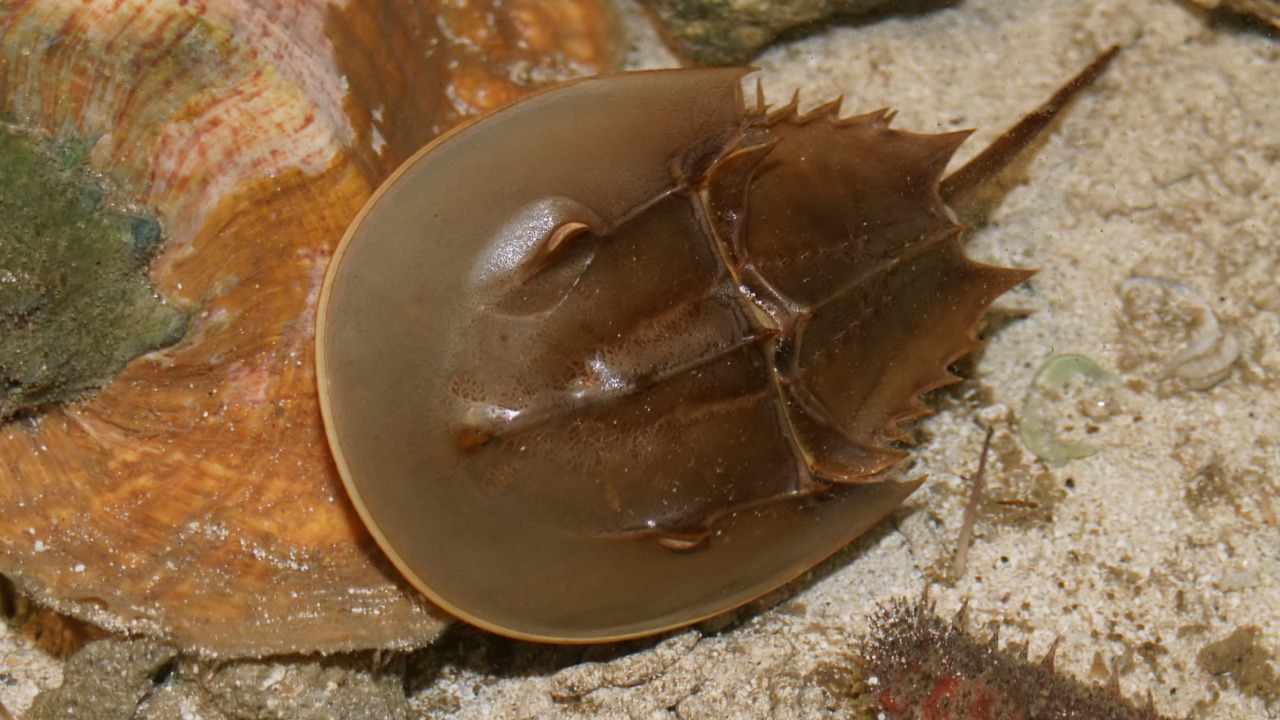 A 'lost' insect last seen nearly a century ago just turned up inside a ...