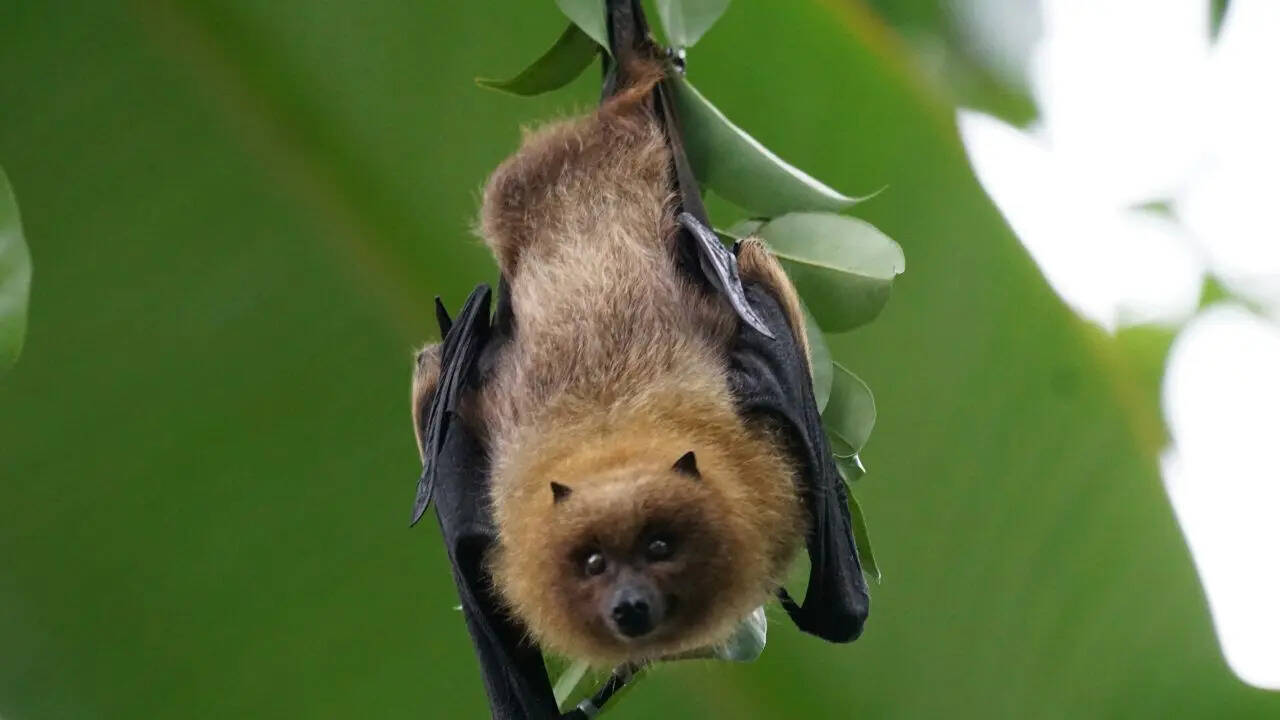 10 animals with the best hearing abilities in the world: From bats to ...