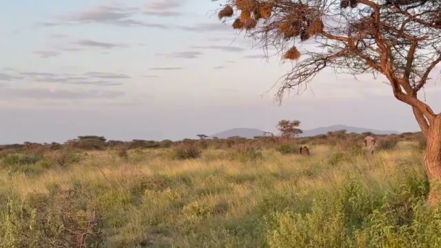 Watch: Moment lost baby elephant reunited with herd in Kenya