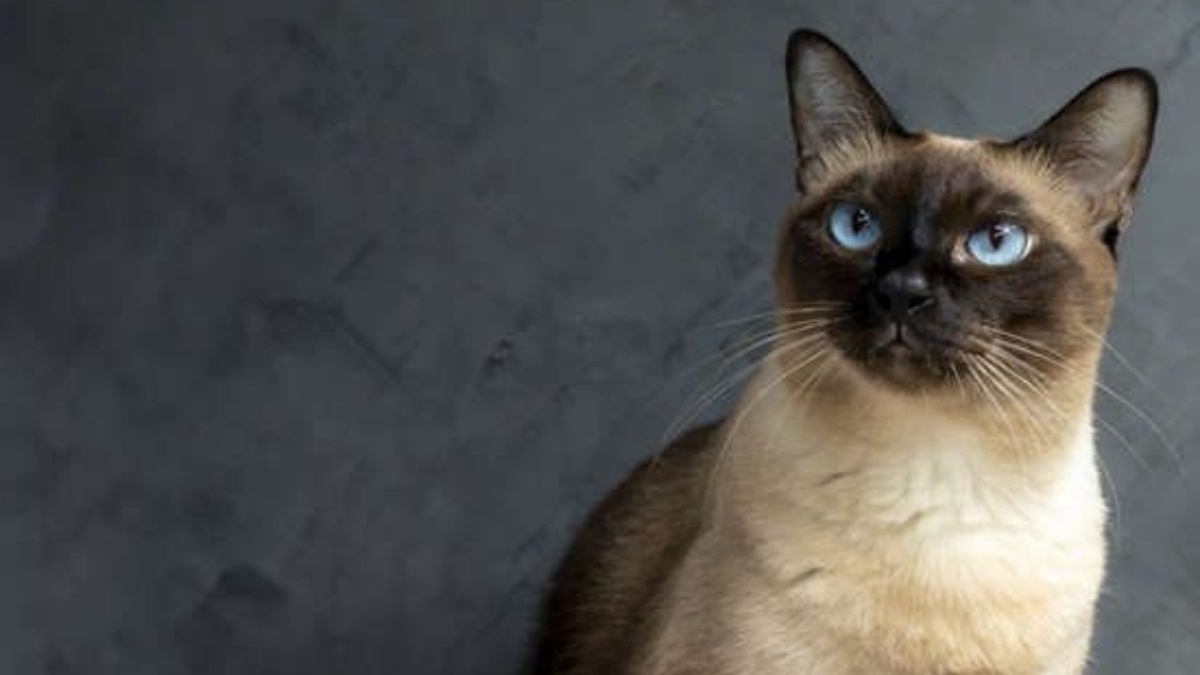 What cat color represents you based on your birth month?