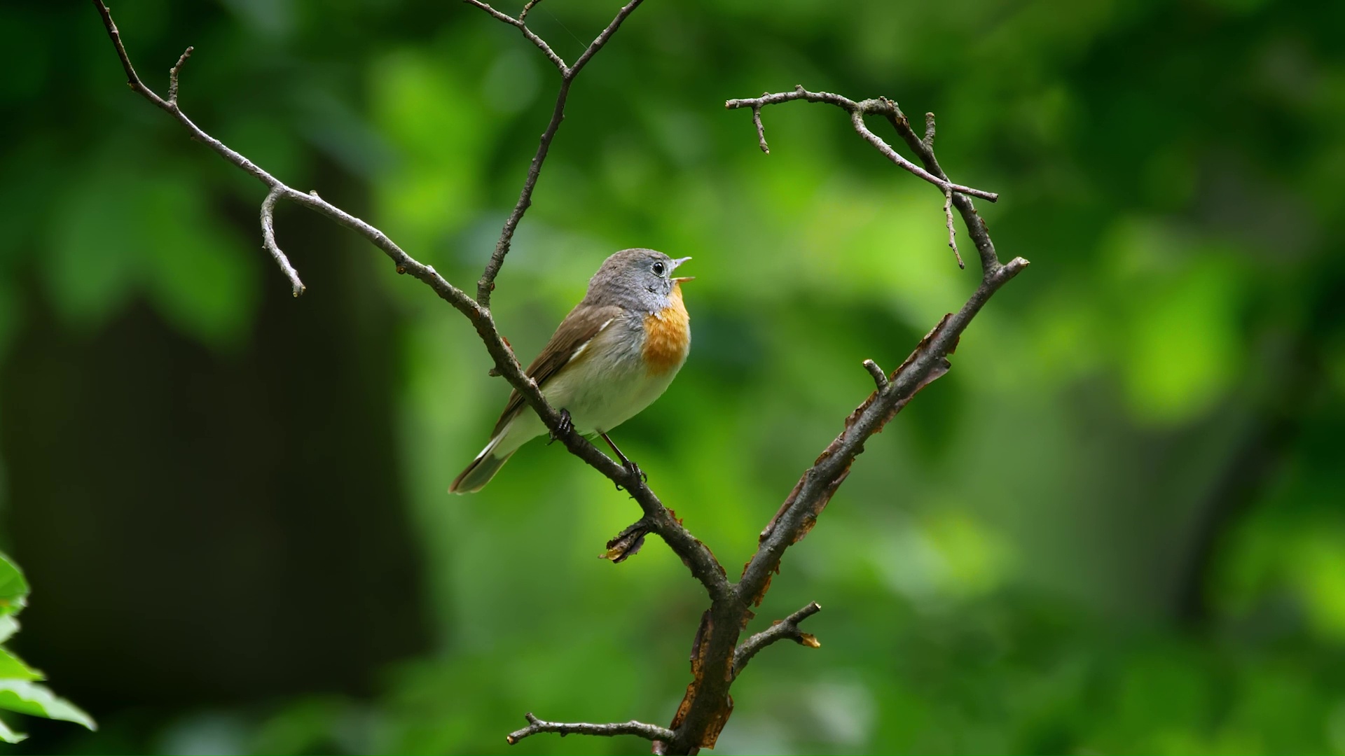 How red breasted flycatchers communicate through gentle songs