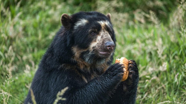 Bears do not actually hibernate and the truth behind what they do is ...