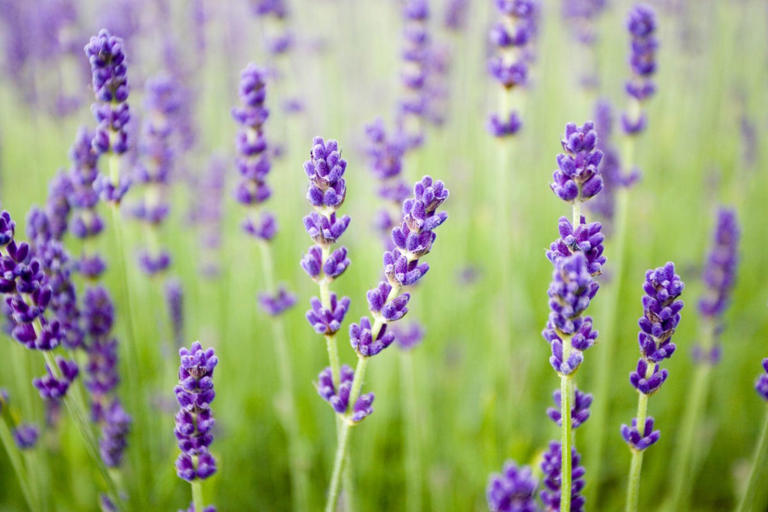 The biggest lavender care mistakes to avoid for fuller, fragrant blooms