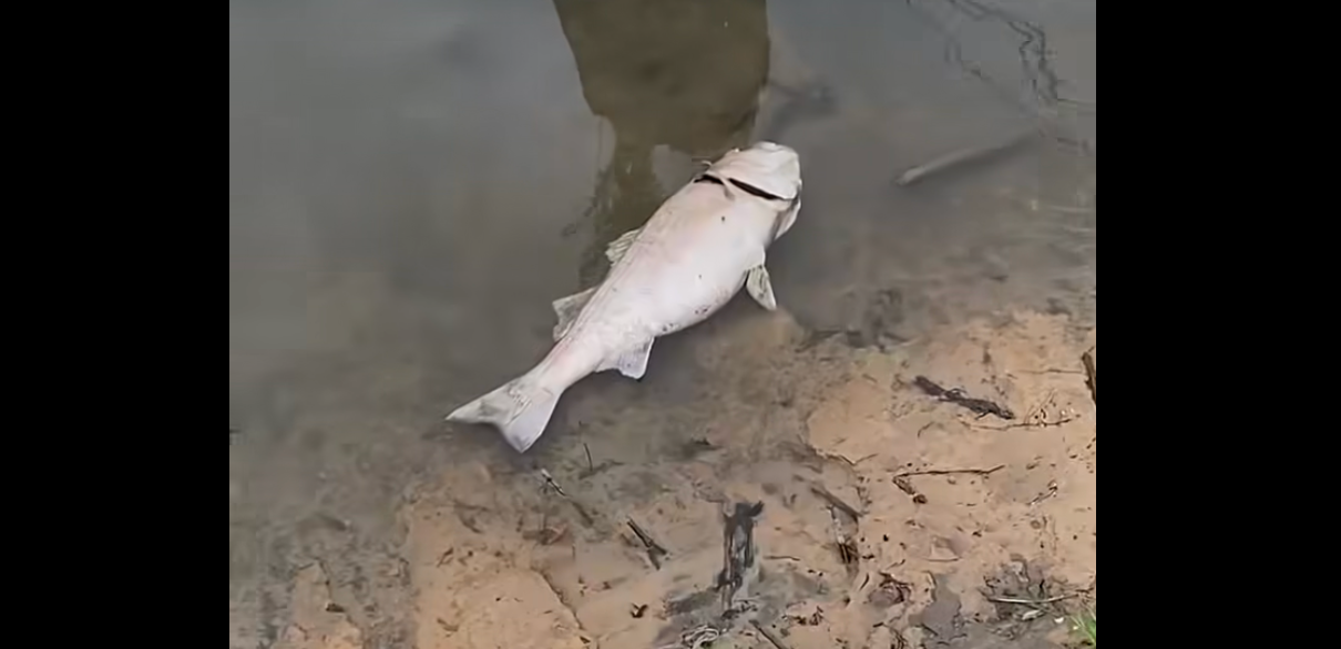 'Unprecedented' fish deaths in Chattahoochee linked to Atlanta rains