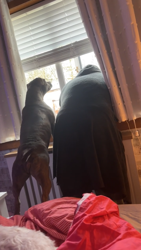 Adorable dog keeps harmlessly pawing at owner to look out window
