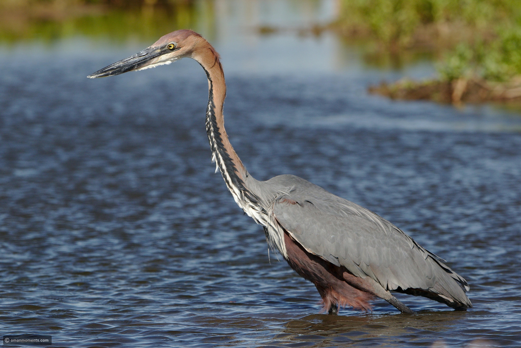 8 animals that look dangerous but are less harmful than you think