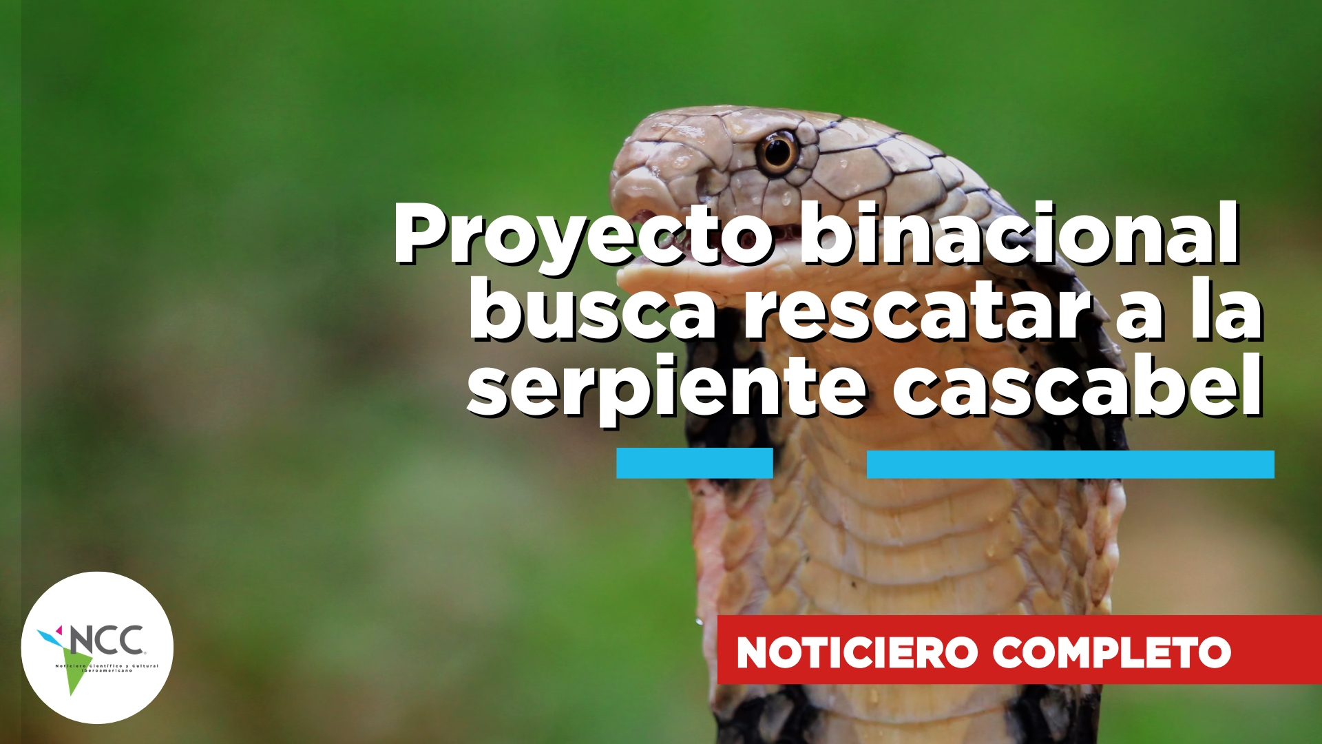 Proyecto binacional busca rescatar a la serpiente cascabel | 867 | 25 ...