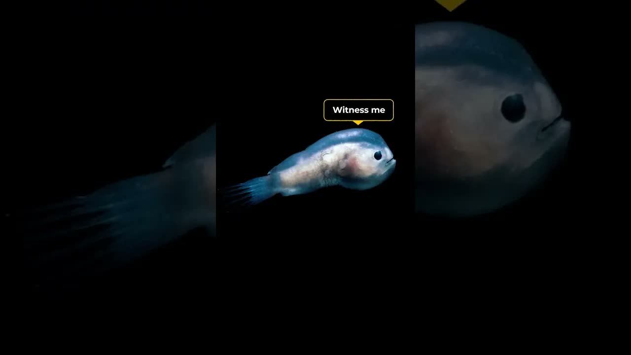 Why it sucks to be a male anglerfish