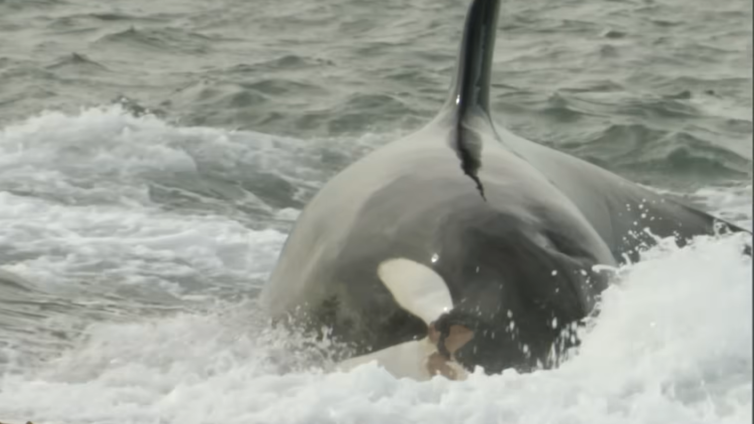 Something is happening with orcas at sea – and boats keep getting attacked