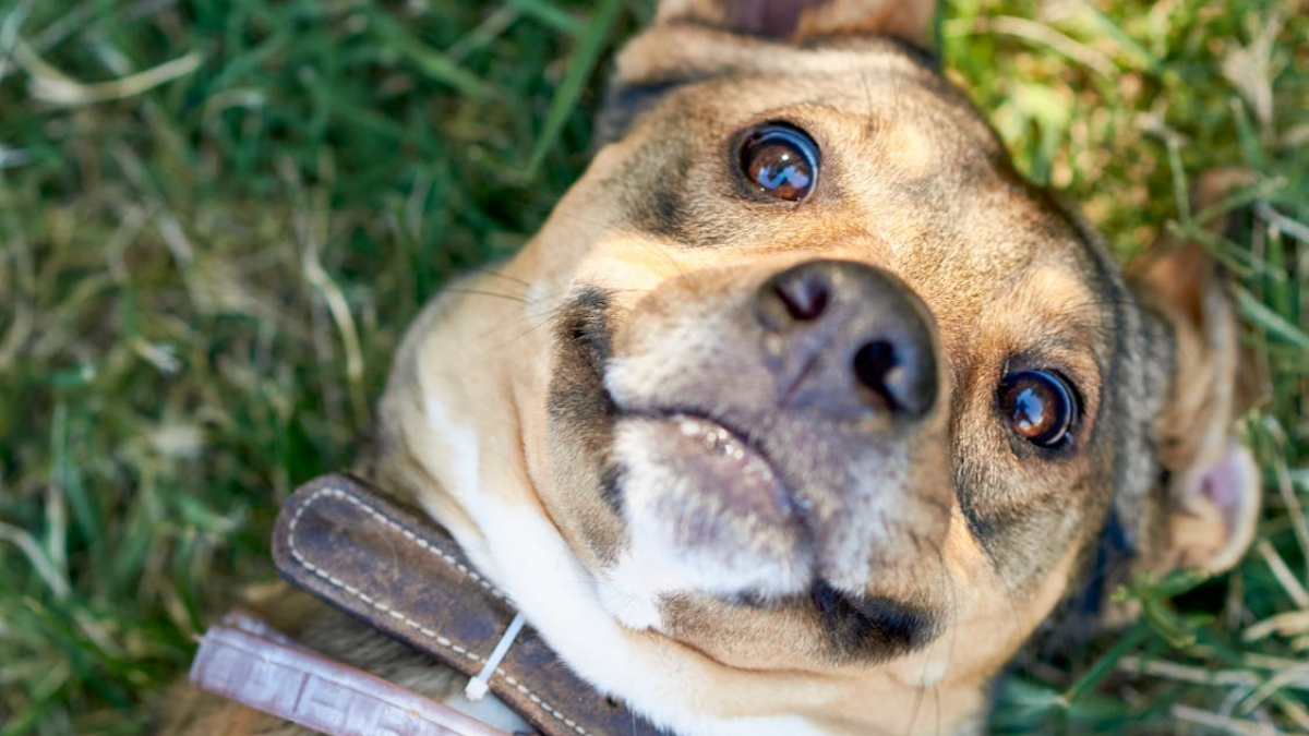 10 beautiful dog names that always thrill veterinarians
