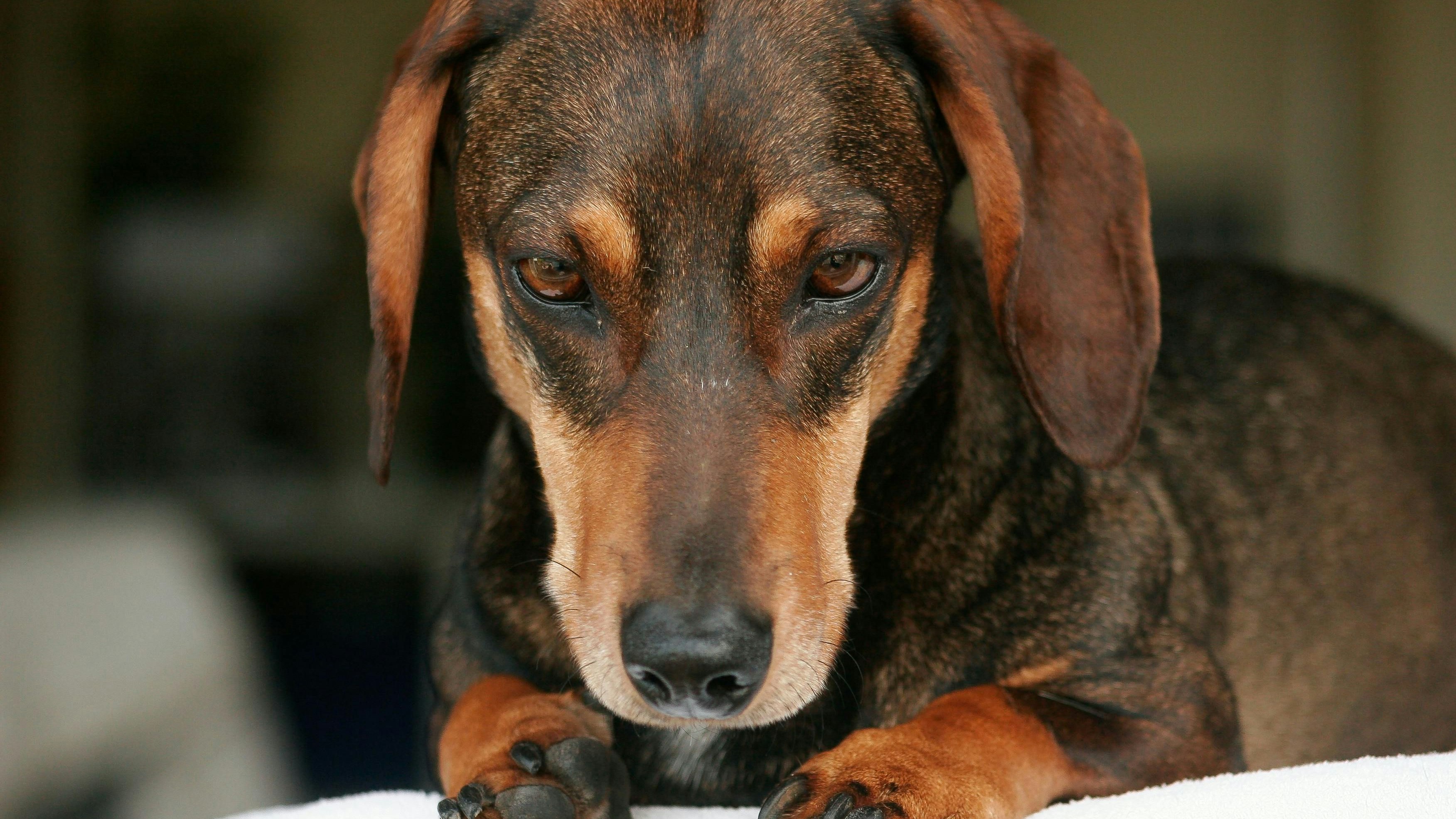Diese 5 Hunderassen würde sich ein Tierarzt niemals zulegen