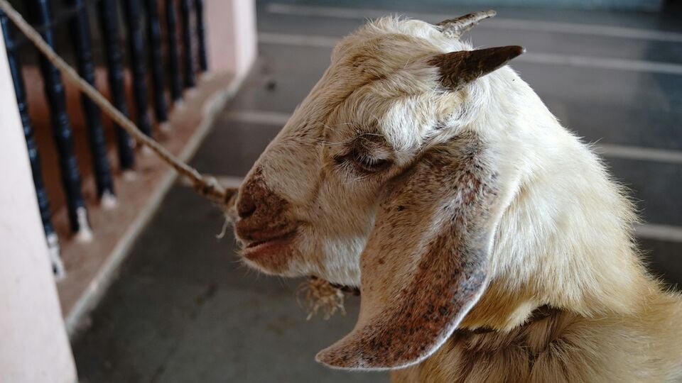 Bakrid 2026: When is Eid al-Adha in India and Saudi Arabia? Muslims in ...