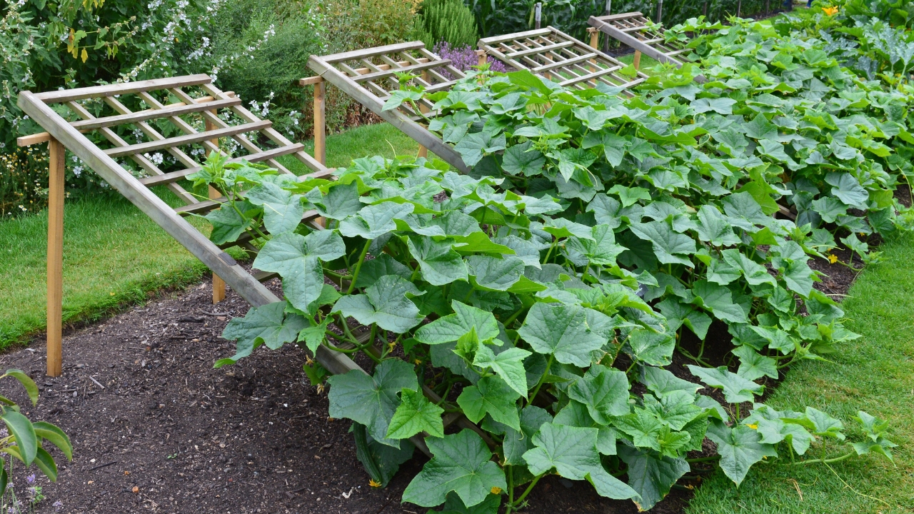7 things we did to make our garden beds stay tidy longer