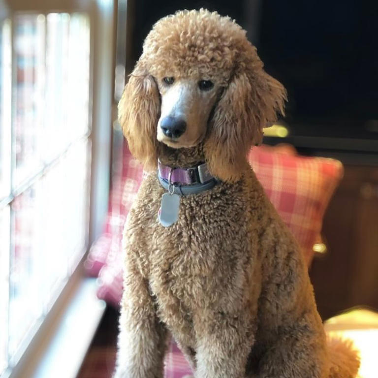 10 fascinating poodle facts that completely change how people see the breed