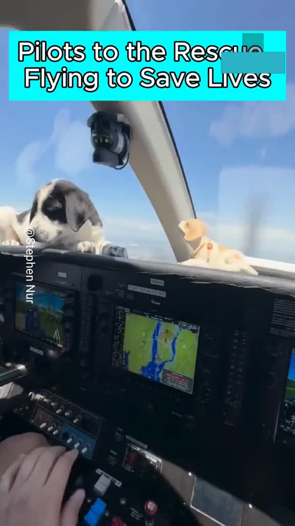 Volunteer pilot flies rescue puppies and kittens to new homes