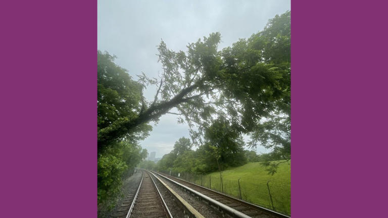 Downed tree near Arlington National Cemetery causes Metro delays during ...