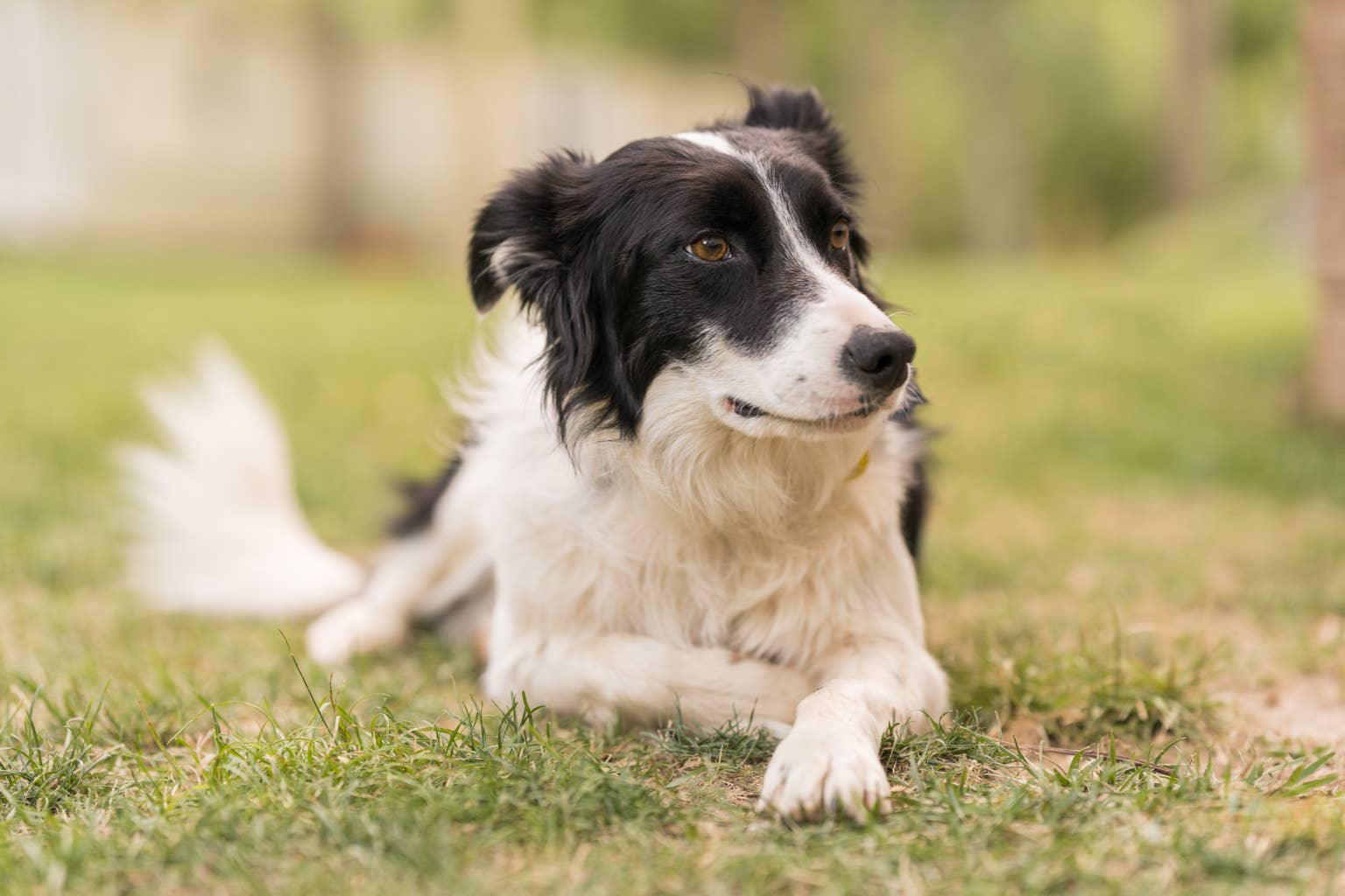 Watch this hilarious border collie turn a sheep water trough into its ...