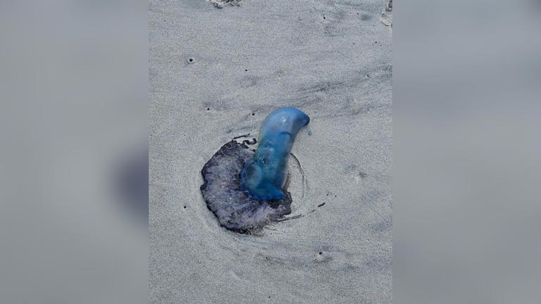‘Venomous’ creature washes ashore popular Southern beach destination
