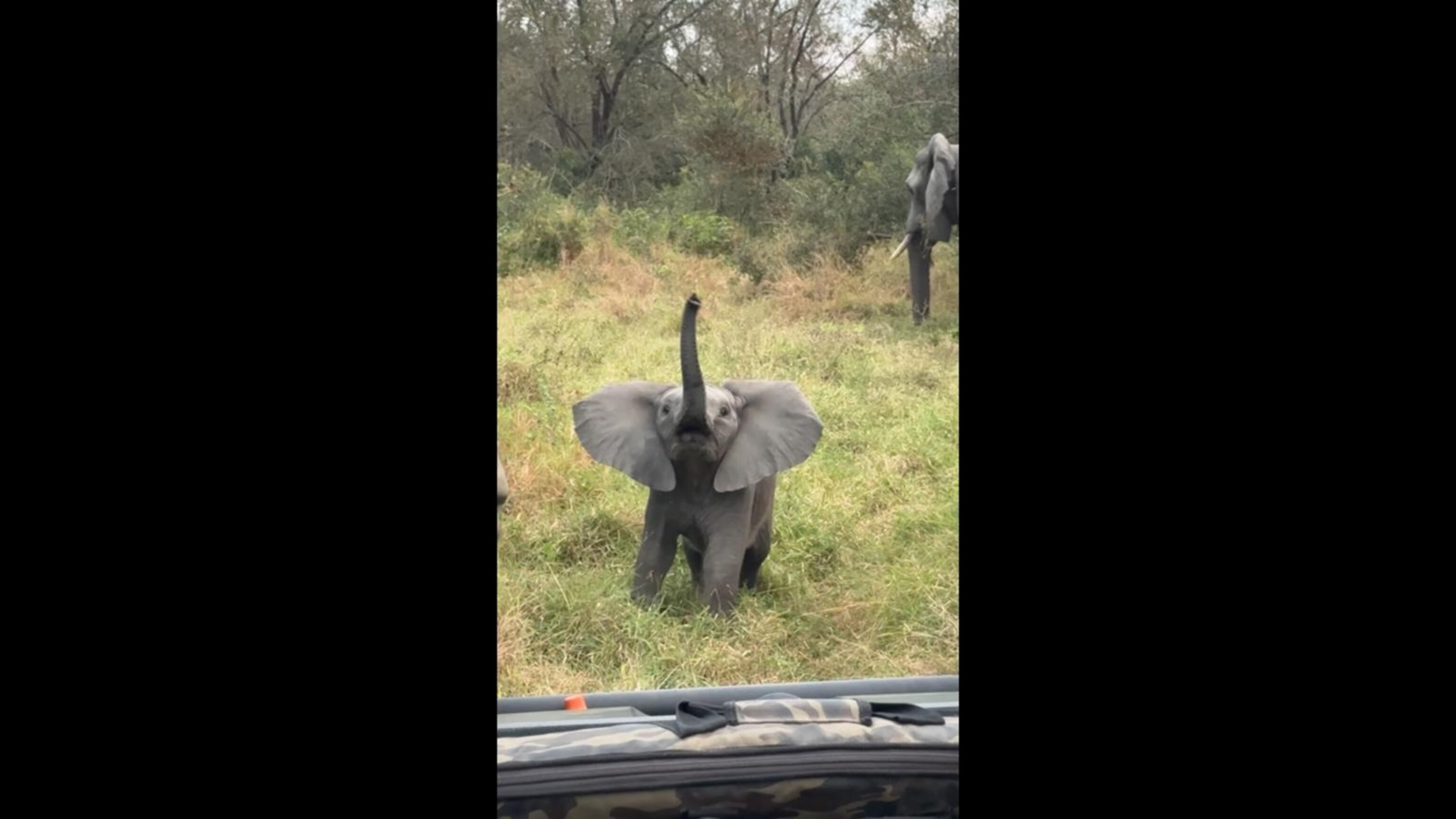 Baby elephant charges tourists