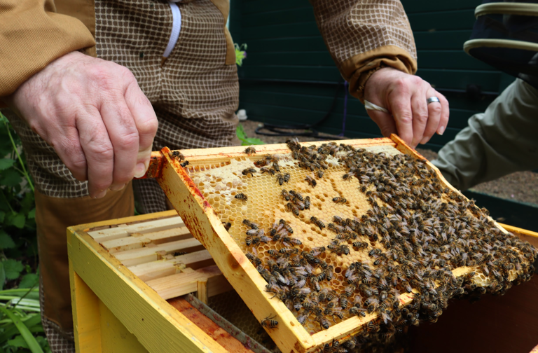 Honey bees buzzing with their new home at The Alnwick Garden