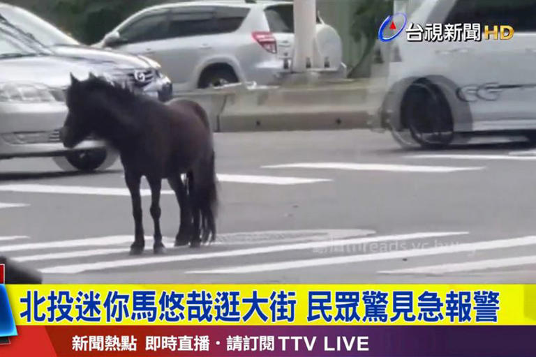Miniature horse escapes handlers before cops rescue animal from busy ...