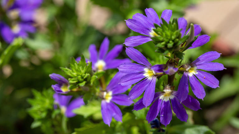 Not sweet alyssum nor petunias: Attract butterflies with a fast-growing ...