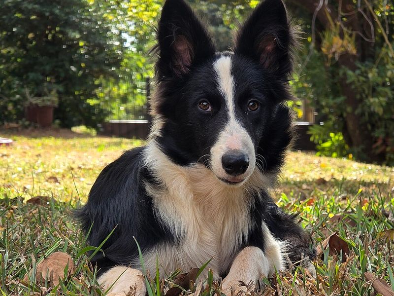 10 intelligent dog breeds that thrive on learning and problem-solving