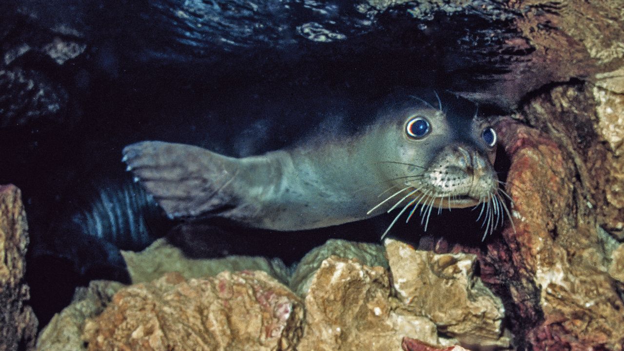 Underwater camera footage reveals the hiding spot of critically ...