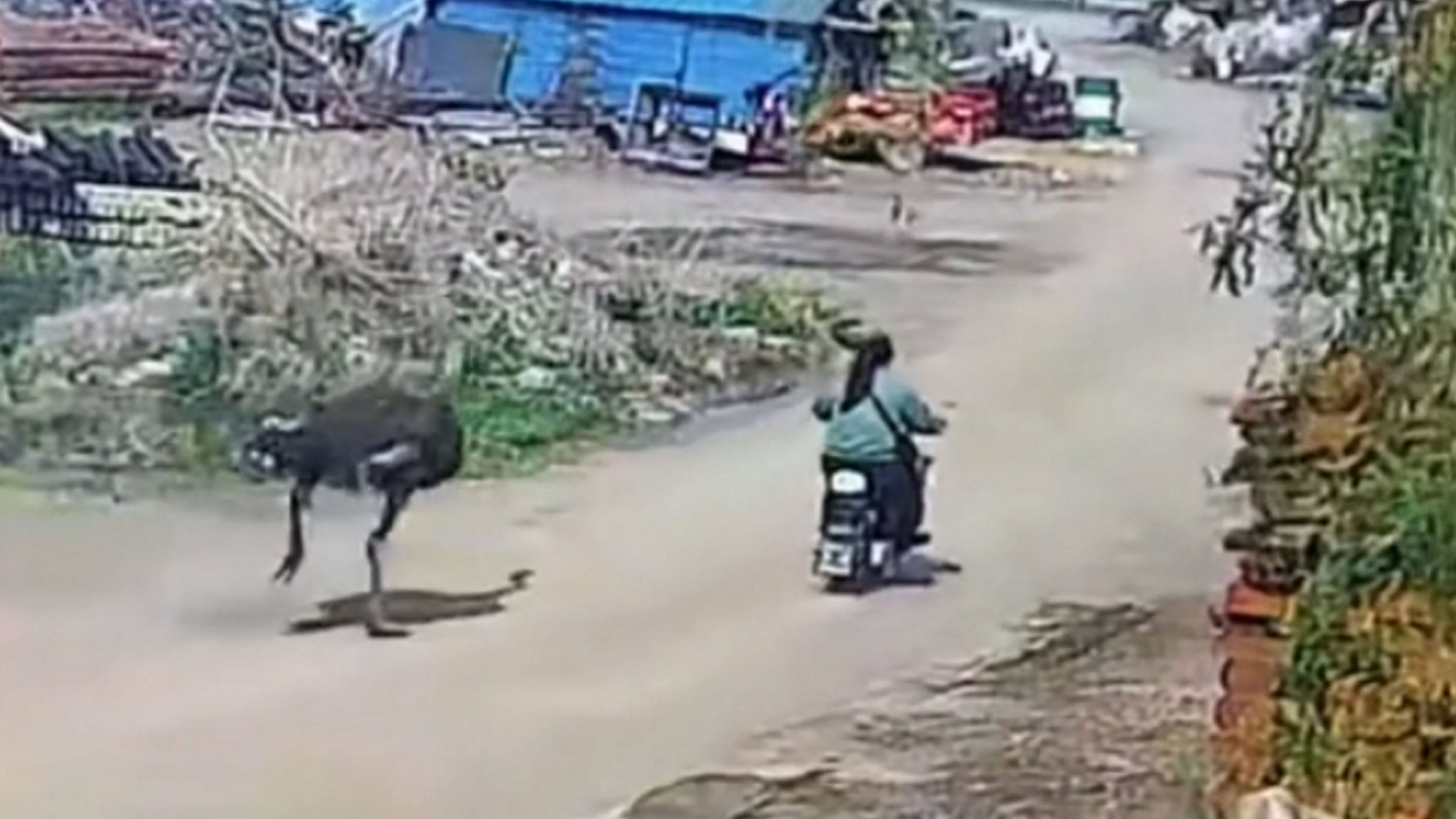 Moment ostrich chases and knocks scooter rider to the ground