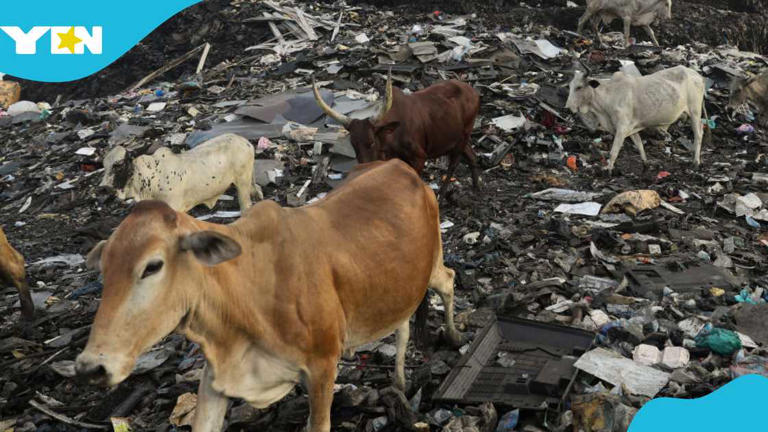The cattle invasion of urban areas is opening doors to a new health crisis