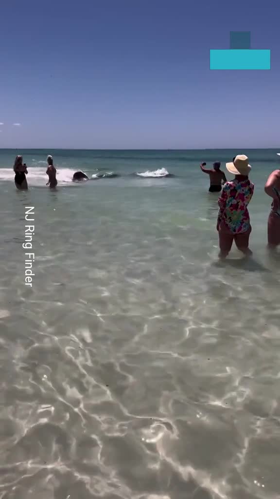 Massive manatees glide through swimmers in the Maldives