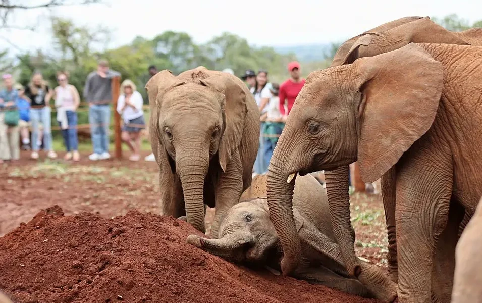 Kenyan rescuers use dung scent to reunite baby elephant with herd