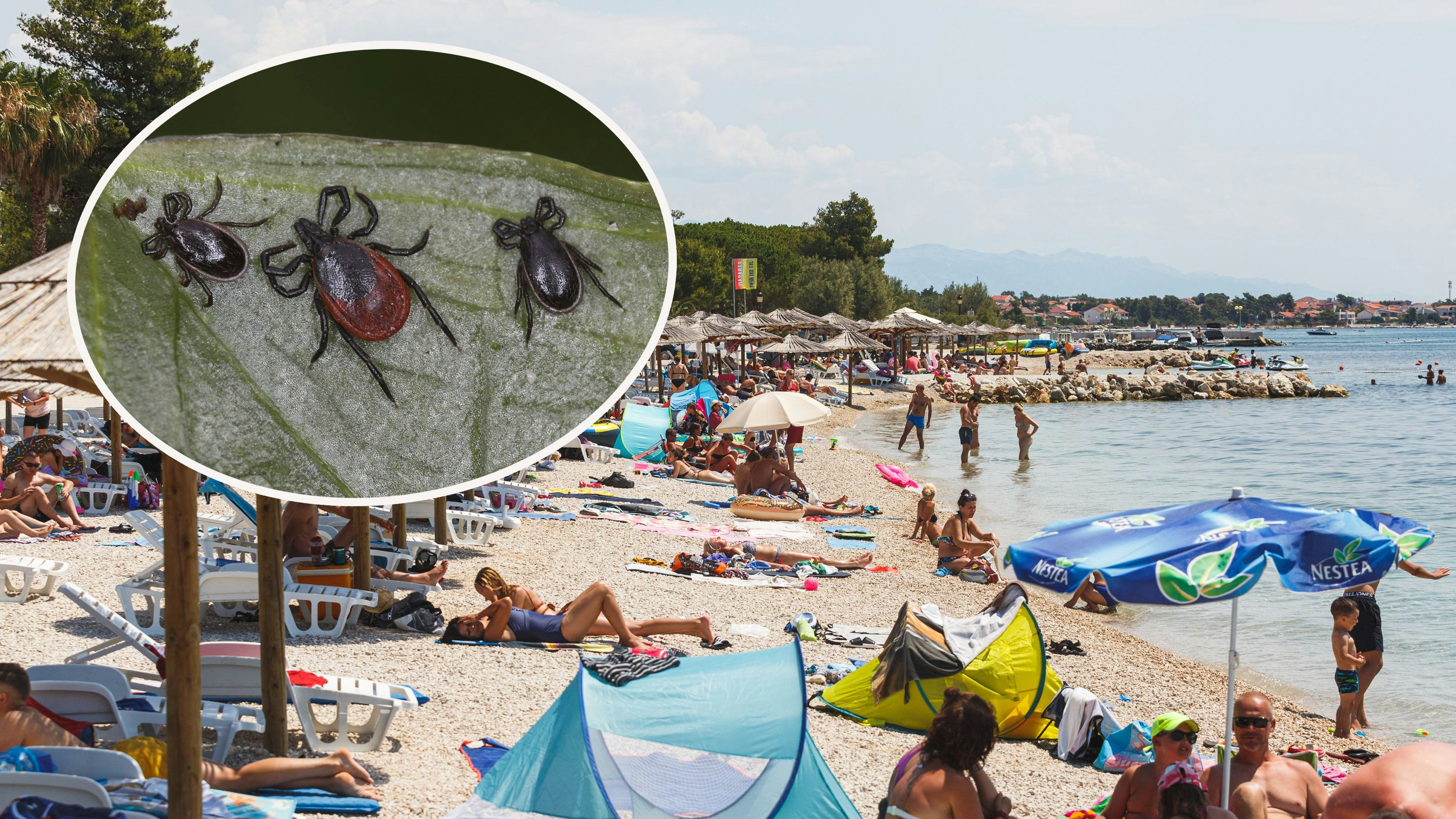 Insel in Kroatien warnt vor enormer Zeckenplage