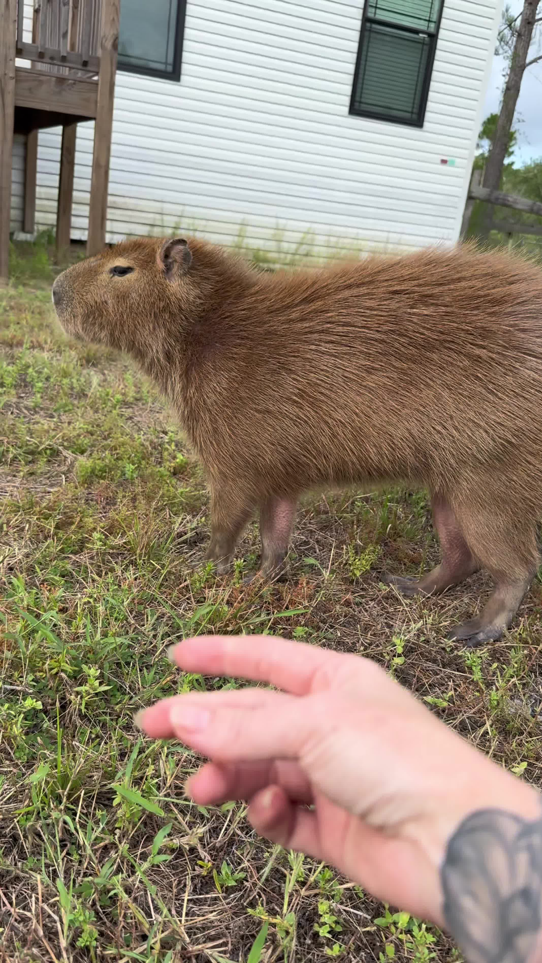 This is proof capybaras can be total chaos creatures