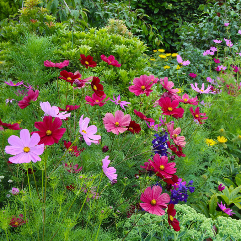 7 fast-growing seeds to sow directly outdoors in May for a garden ...