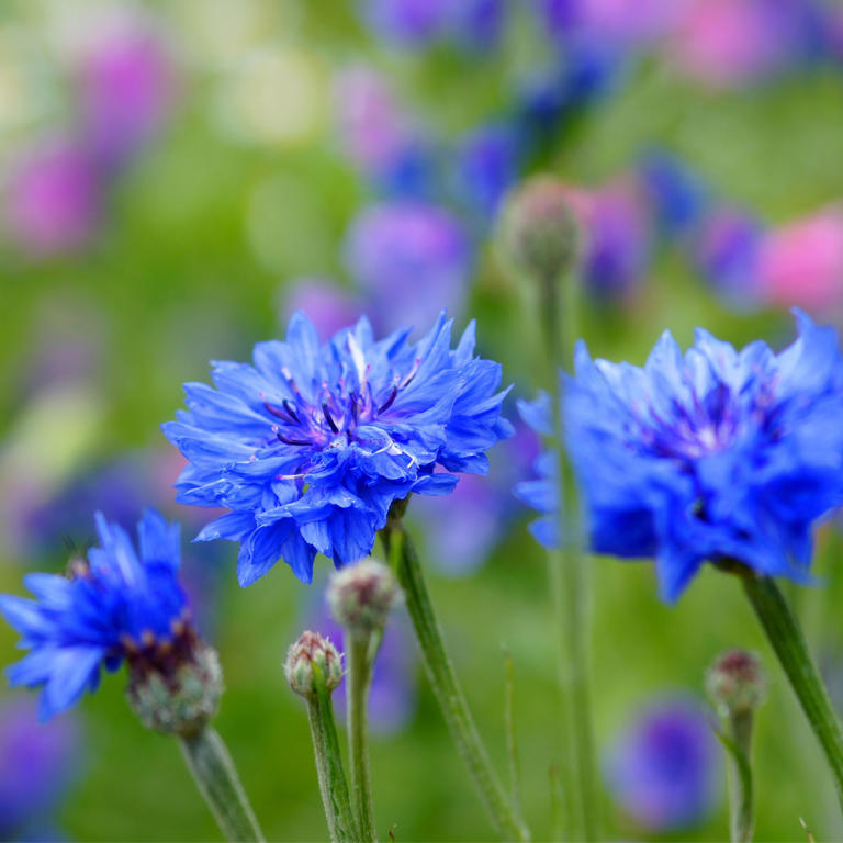 5 gorgeous wildflowers that will attract birds to your garden (and keep ...