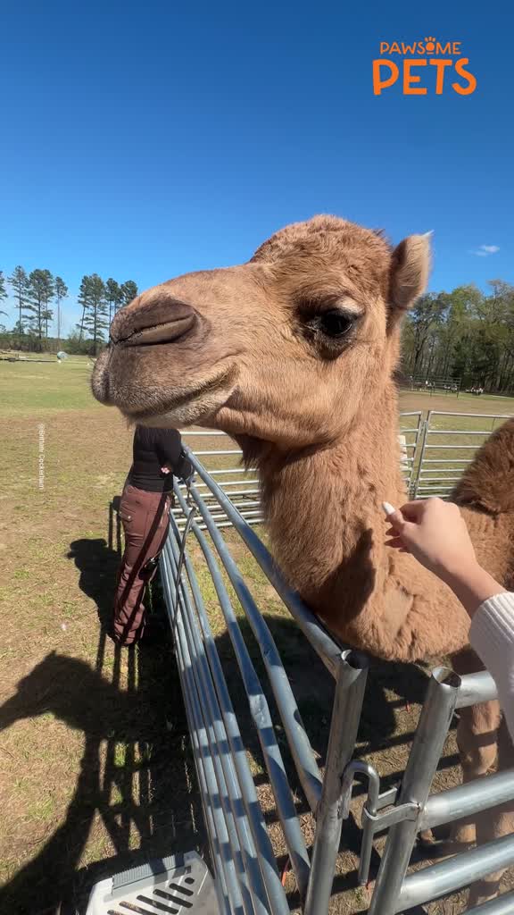 Camel makes unexpected noise in viral video