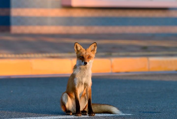 Curious where foxes are thriving in the US.? Here are 10 states to watch