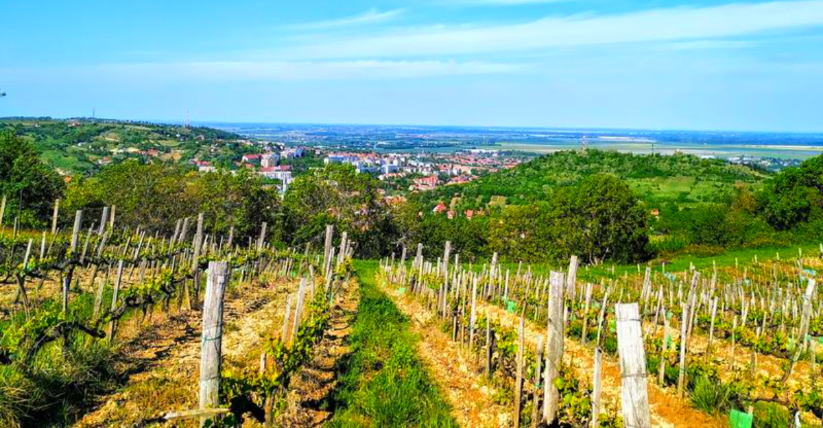 12 hidden wine regions in Eastern Europe most tourists miss