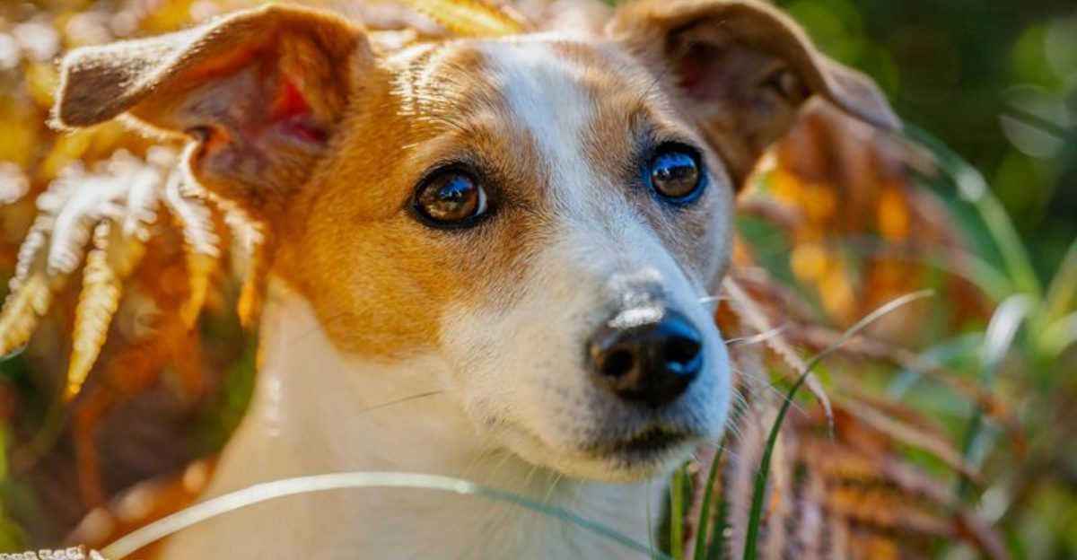 14 active dog breeds known for destructive behavior when under-stimulated
