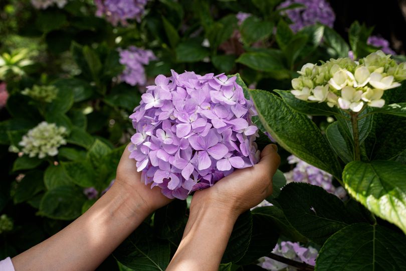 Gardeners urged to replace hydrangeas with 3 drought-resistant plants