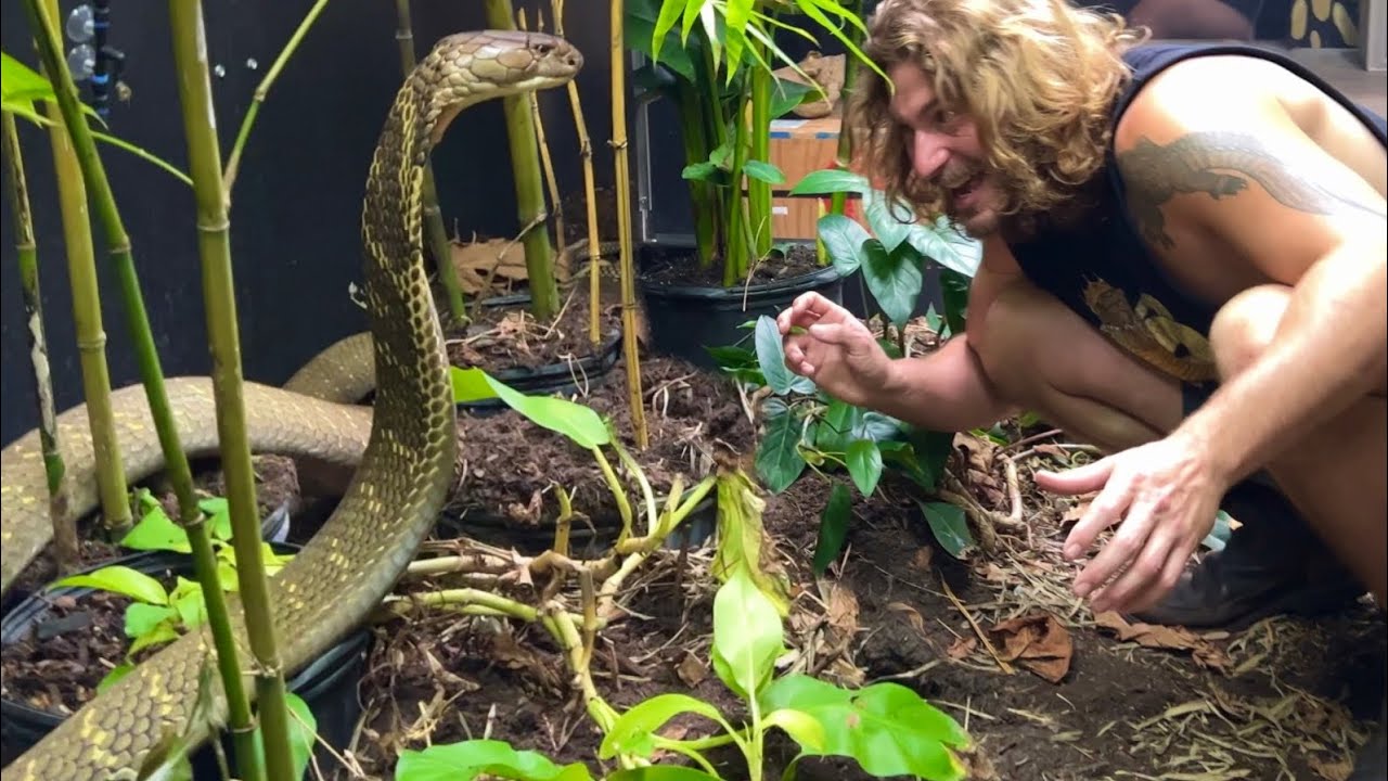 Massive king cobra up close!