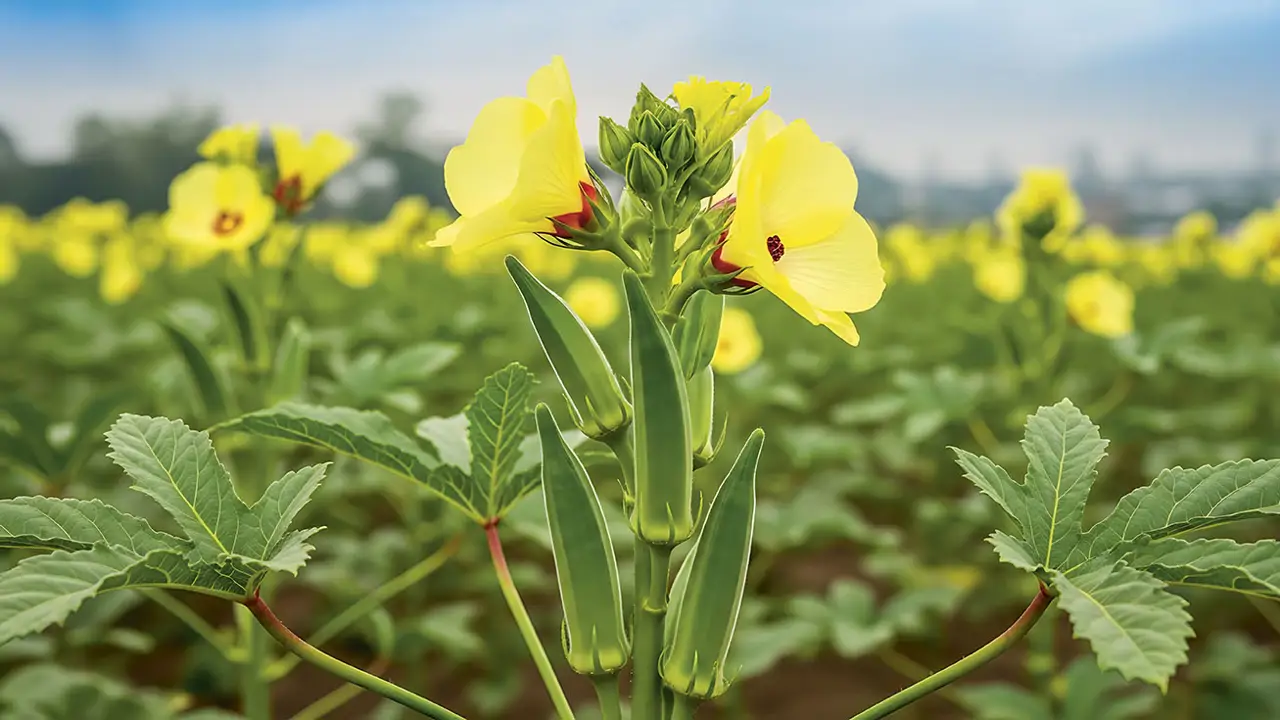 Cultivar okra en tu huerto: la planta que puedes usar para cocinar y ...