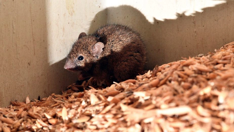 WA mouse plague reaches record densities, triggers emergency baiting
