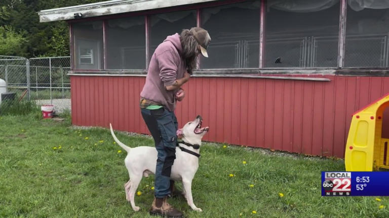 Kuli’s story: A deaf rescue dog looking for love